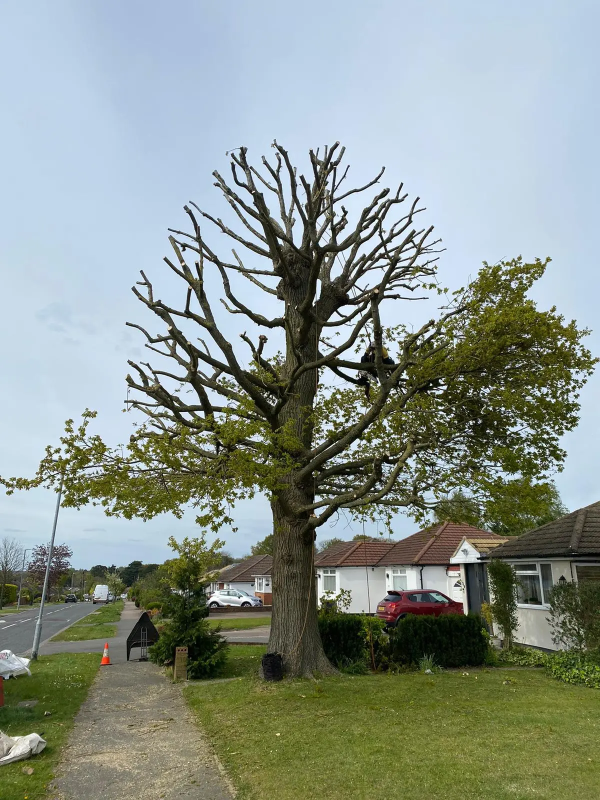 How Much Does Tree Surgery Cost in 2026? UK Price Guide | Gem Tree ...